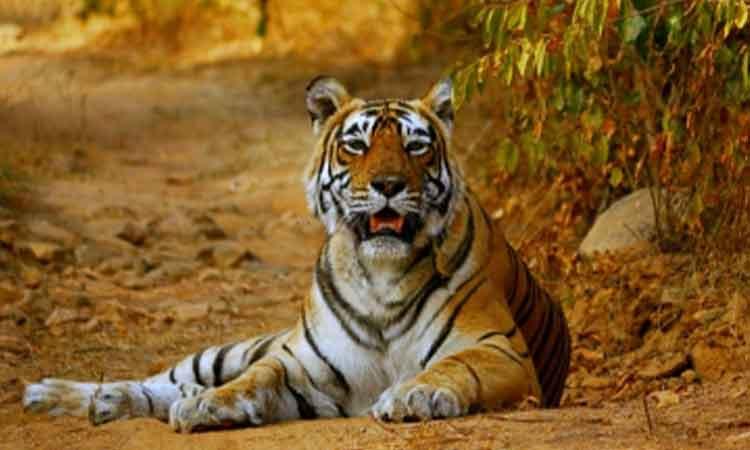 On Project Tiger's golden jubilee, PM to flag off Big Cats Alliance