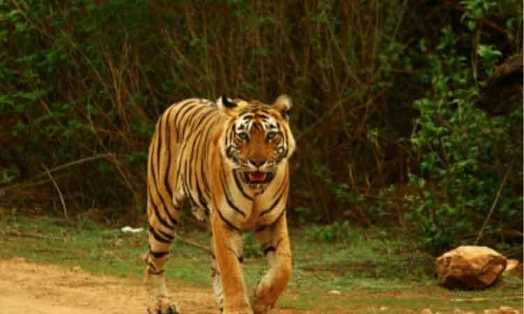 From Indira Gandhi to Modi, Bandipur has become world's top tiger habitat